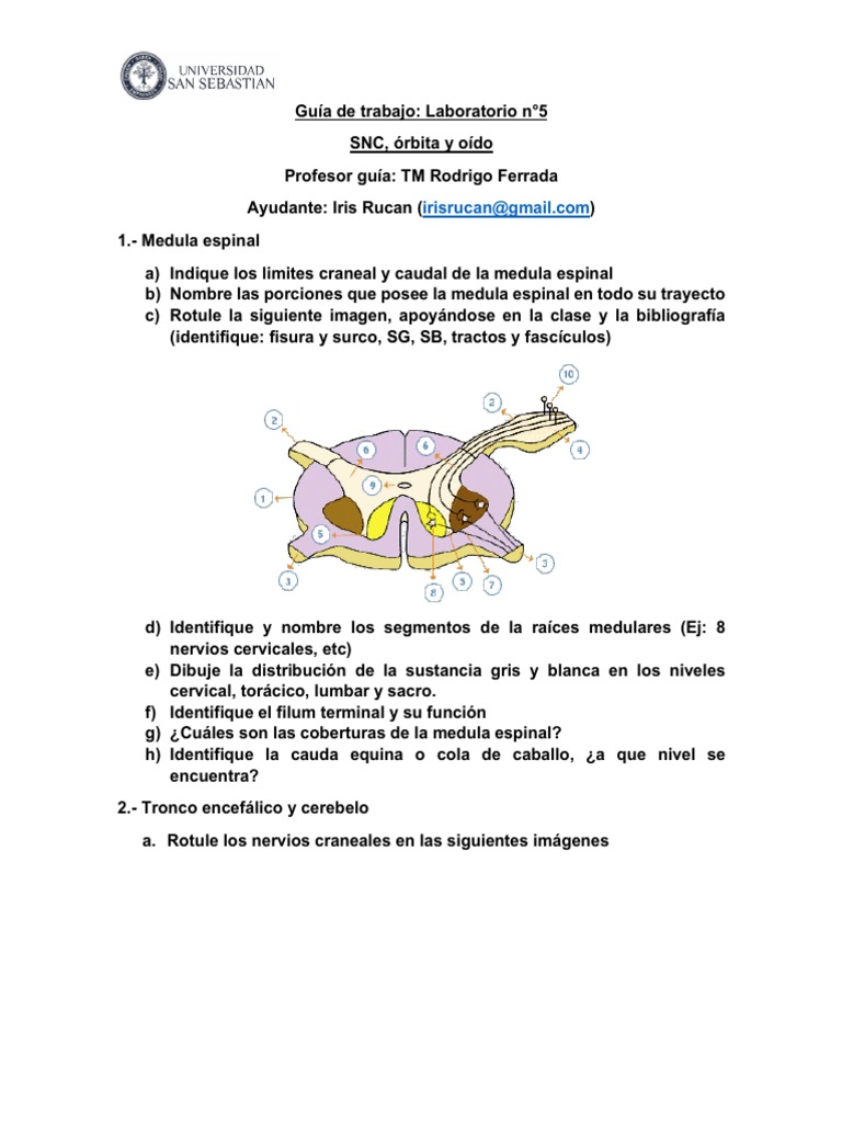 10 | PDF | Médula espinal | Cerebelo