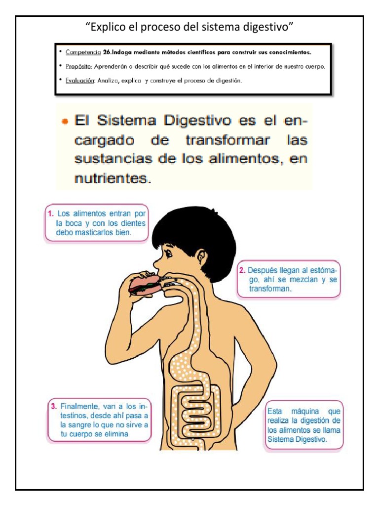 Ficha Sistema Digestivo | PDF