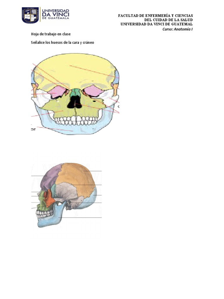 Hoja de Trabajo en Clase Huesos | PDF | Hueso | Mano