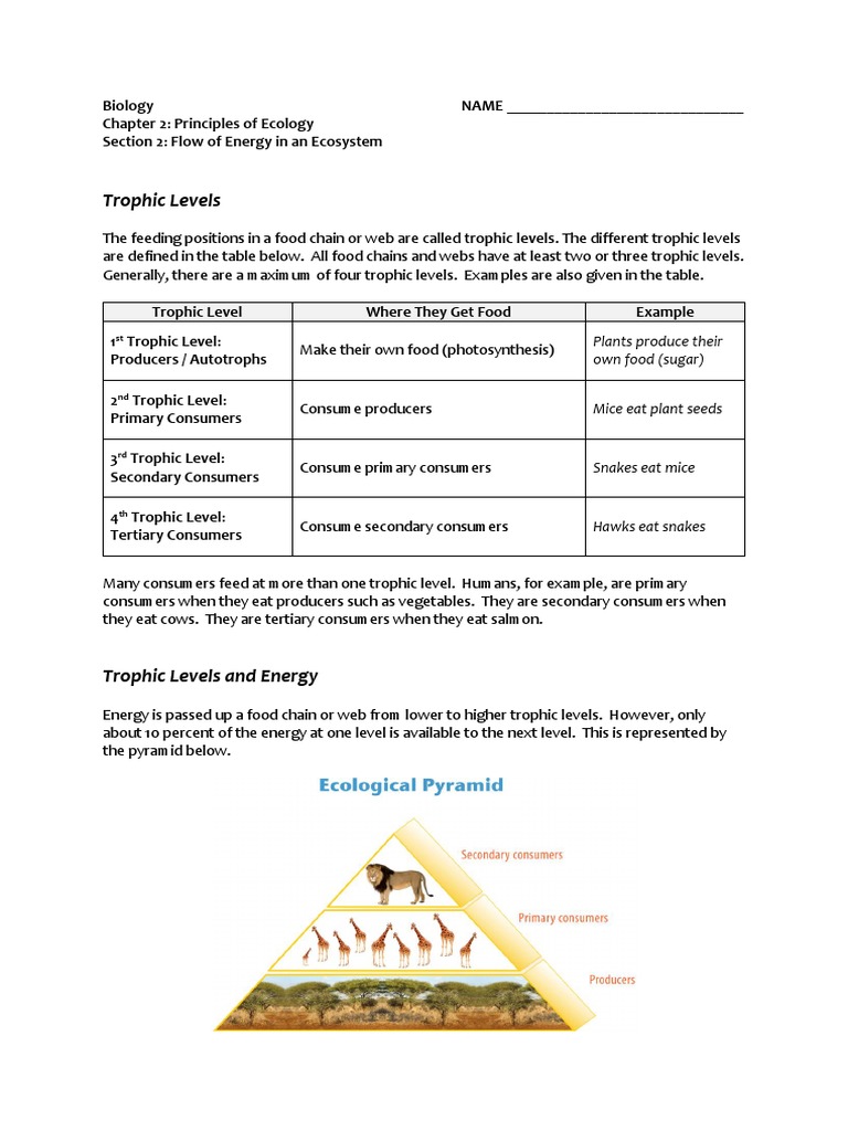 Energy Pyramid Worksheets Ch.2.2 Ecological Pyramid Worksheet | PDF
