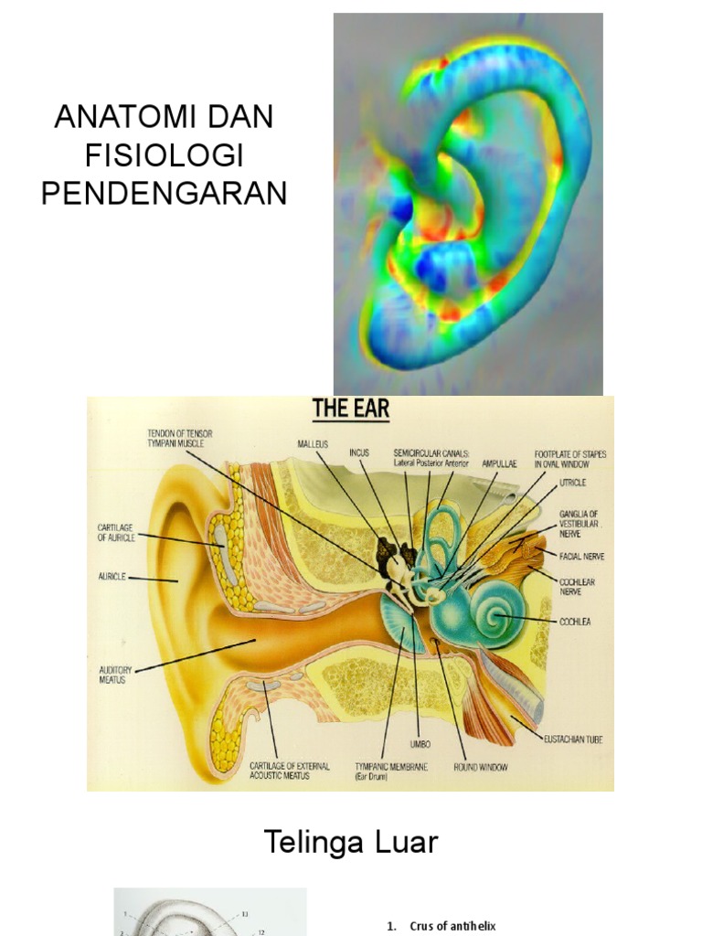 Anatomi Dan Fisiologi THT | PDF