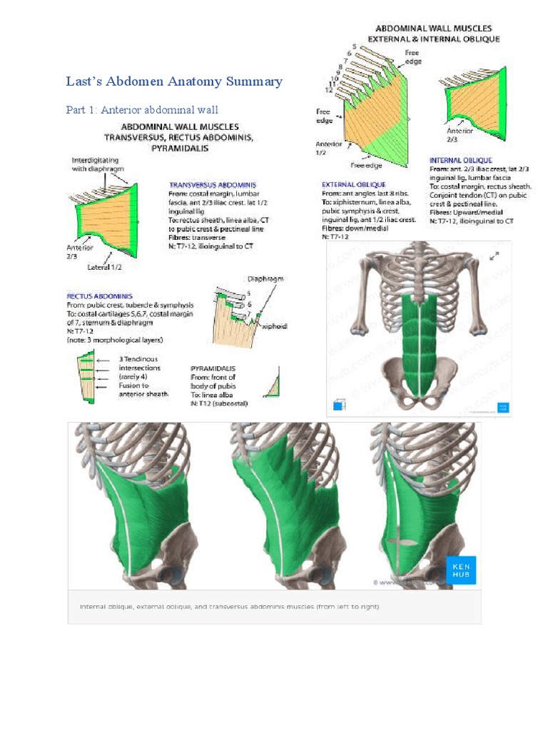 Last's Abdo Anatomy Summary | PDF