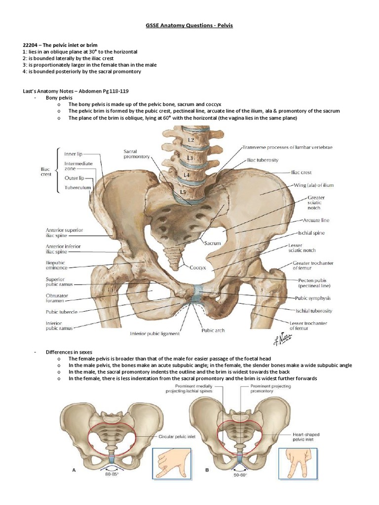 Last's Anatomy - Pelvis Annotated Question Bank | PDF | Pelvis | Human Leg
