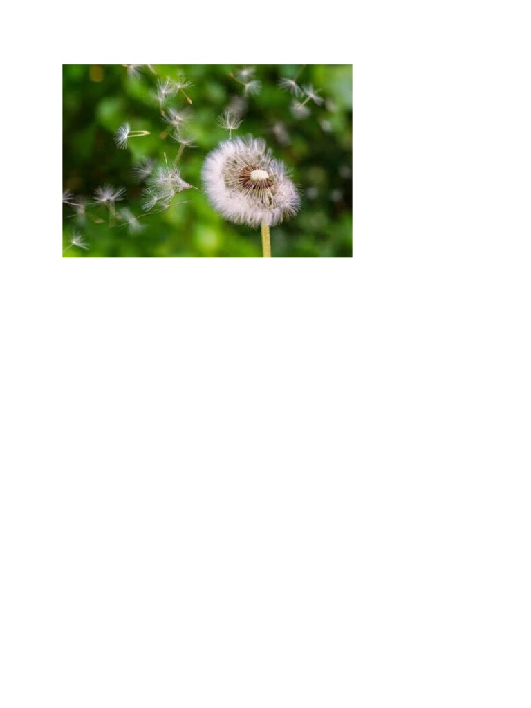 Dandelion | PDF