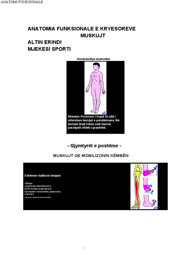 ANATOMIA FUNKSIONALE E Muskujve Kryesore | PDF