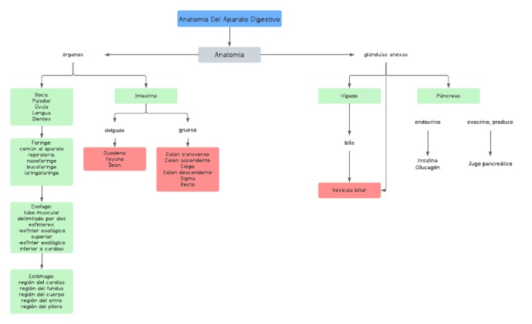 Esquema Anatomia Del Aparato Digestivo | PDF