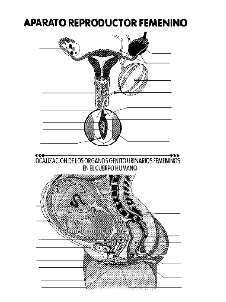 Aparato Reproductivo Femenino SN | PDF