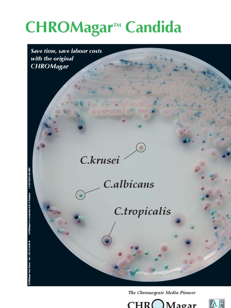 Chromagar | PDF | Candida (Fungus) | Staphylococcus Aureus