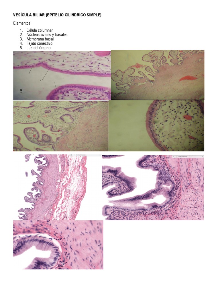 Fichas de Micro Primer Parcial | PDF