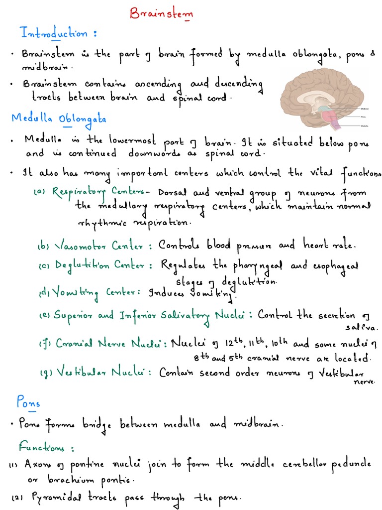 Brainstem Pdf