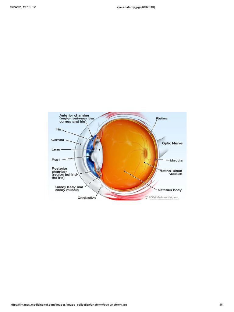 eye-anatomy | PDF