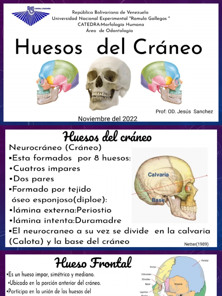 Presentación Huesos Del Cráneo | PDF