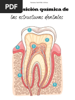 Proceso Alveolar | PDF | Hueso | Anatomía