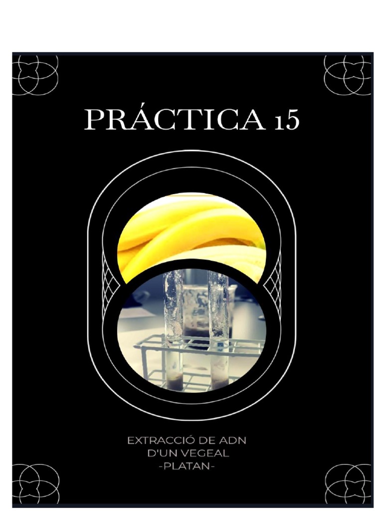 Chaymae Zrigui - Informe de Pràctica 15 - Extracció de l'ADN D'un Vegetal | PDF