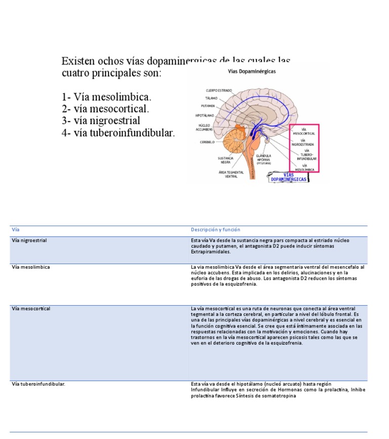 Vias Dopaminergicas | PDF