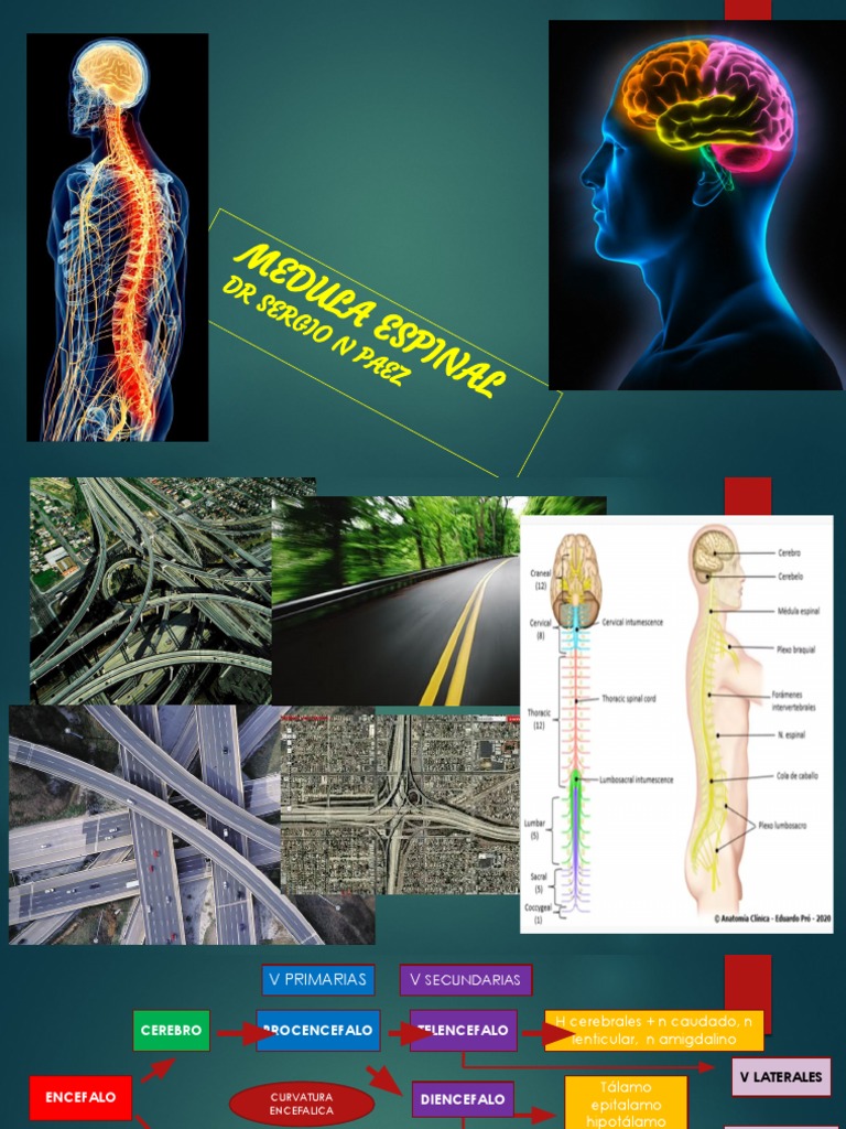 Clase 2 MEDULA ESPINAL NUEVO | PDF | Médula espinal | Fluido cerebroespinal