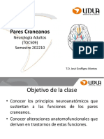 Irrigación Cerebral: Anatomía Detallada | PDF | Cerebelo | Cerebro