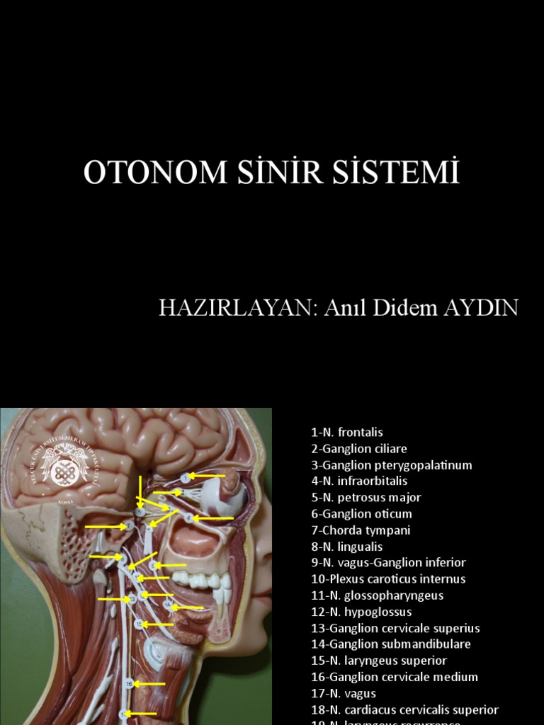 Otonom Sinir Sistemi Slayt | PDF