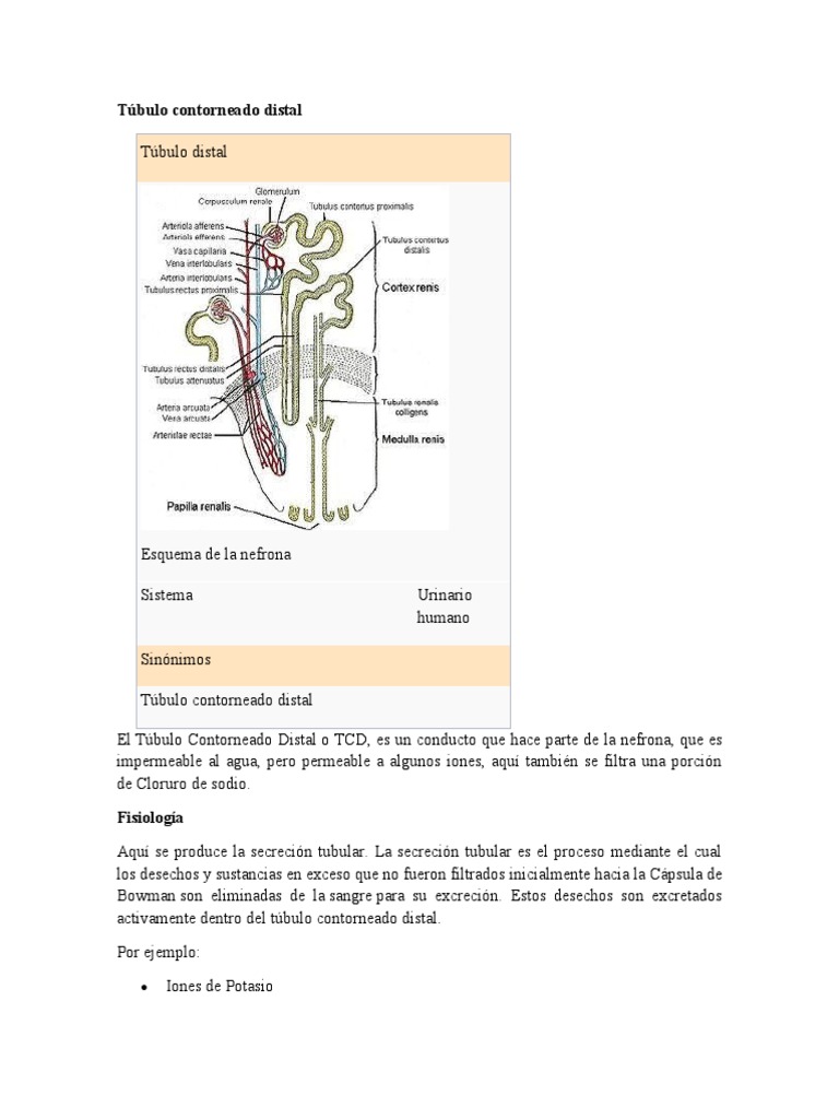 Túbulo contorneado distal | PDF | Anatomía | Riñón