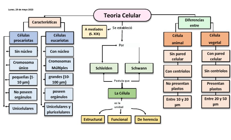 Teoria Celular Mapa Conceptual | PDF