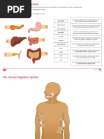 Digestive System Organs Cut Outs | PDF