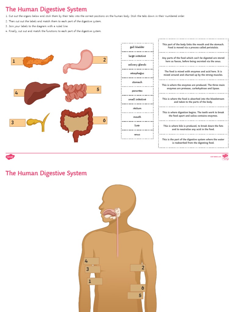 The Human Digestive System | PDF