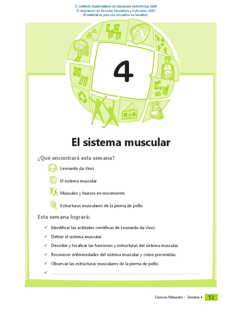 Sistema Muscular: Funciones y Estructuras | PDF | Músculo | Tejido suave