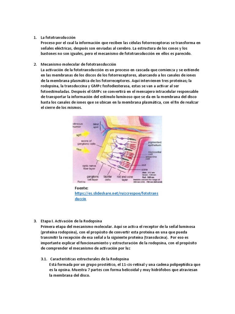 Mecanismo de Fototransducción Visual | PDF | Canal de iones | Vitamina a