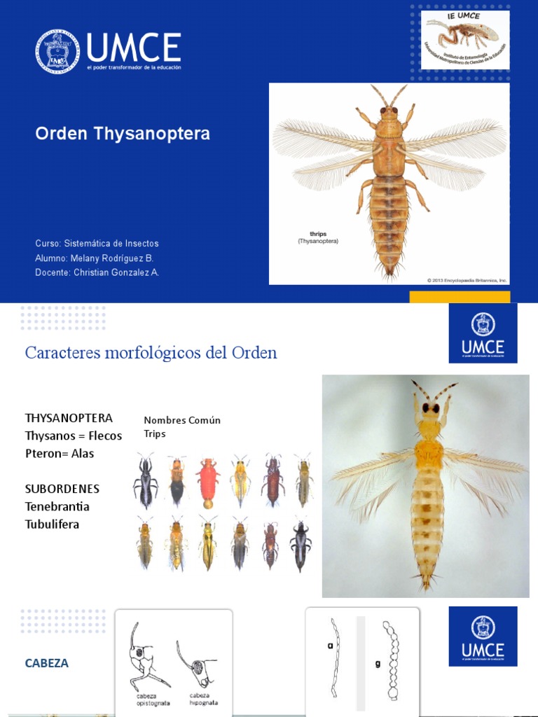 Características y Diversidad de Thysanoptera | PDF