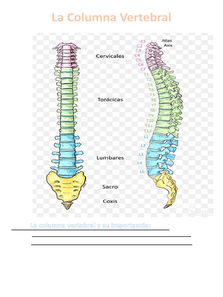 Columna Vertebral | PDF