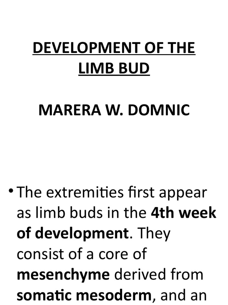 Limb Bud Development and Rotation | PDF | Musculoskeletal System ...