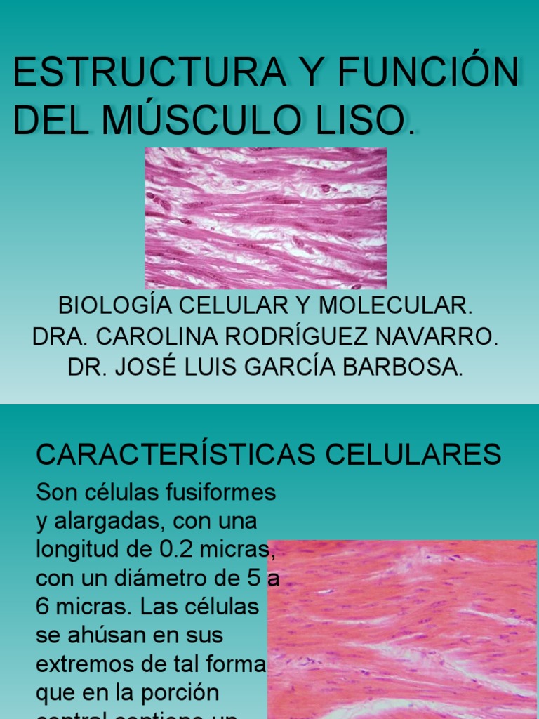 Músculo Liso | PDF | Contracción muscular | Músculo