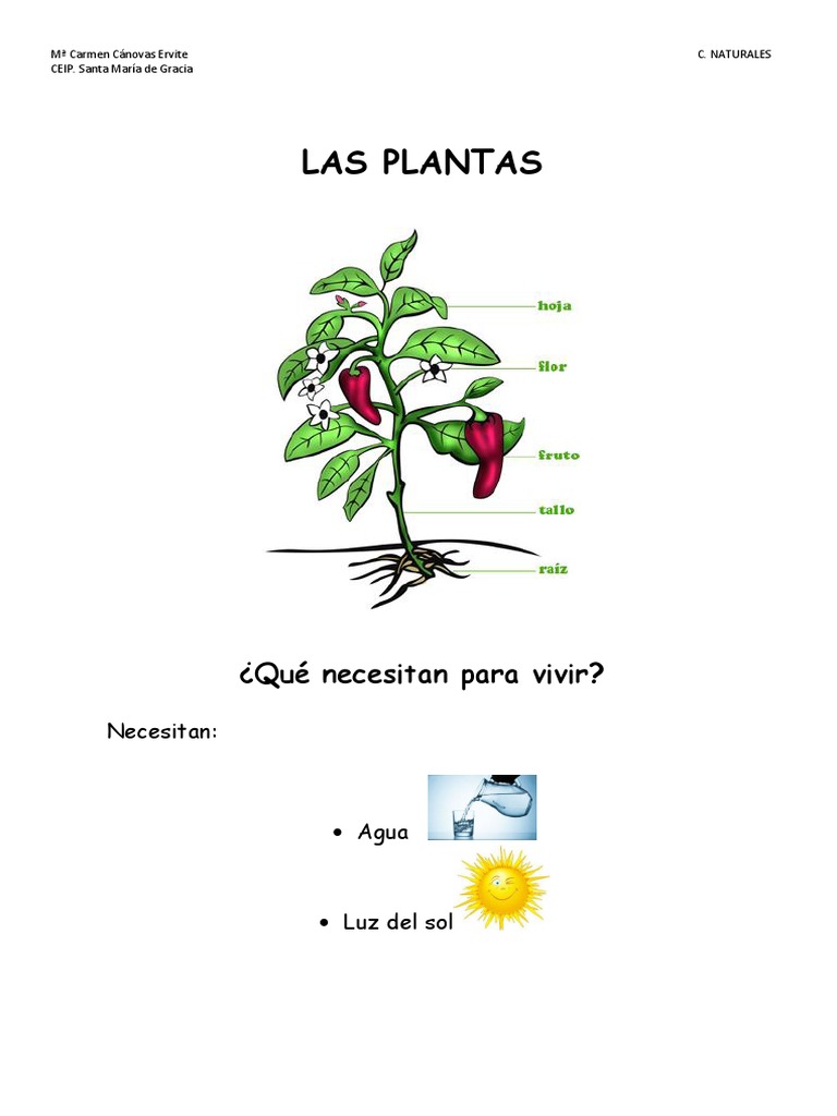 Las Plantas Partes y Necesidades 1º | PDF