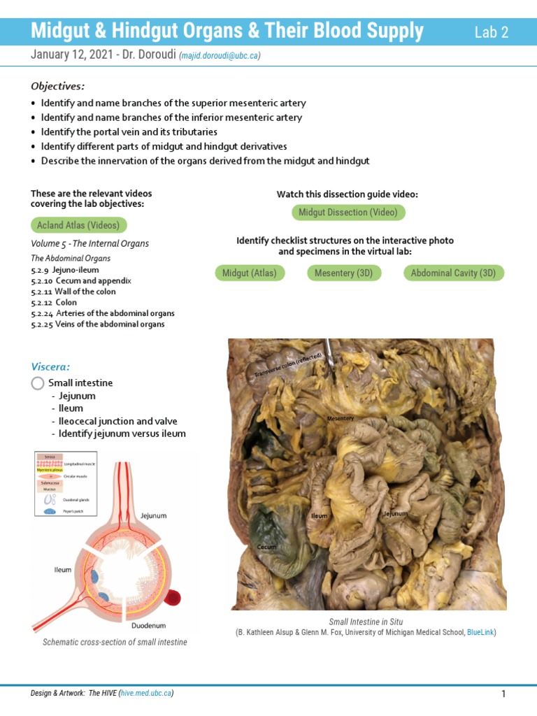 422 Lab 2 Pdf Large Intestine Small Intestine 