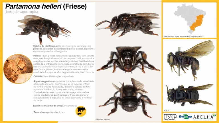 Partamona-helleri | PDF