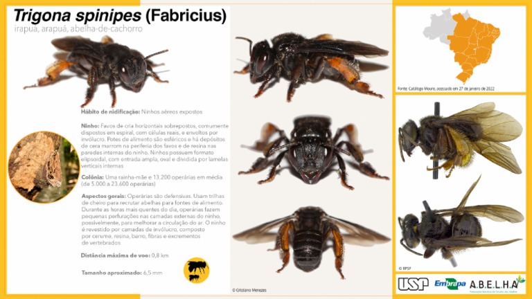 Trigona Spinipes | PDF