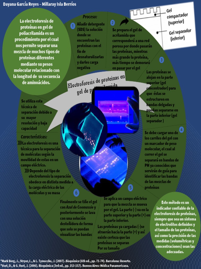 Infografía Reactores Biológicos | PDF | Electroforesis | Química