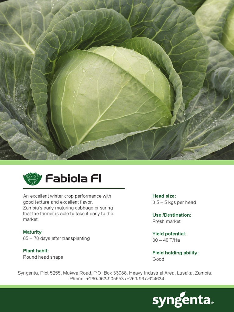 Fabiola Flyer | PDF
