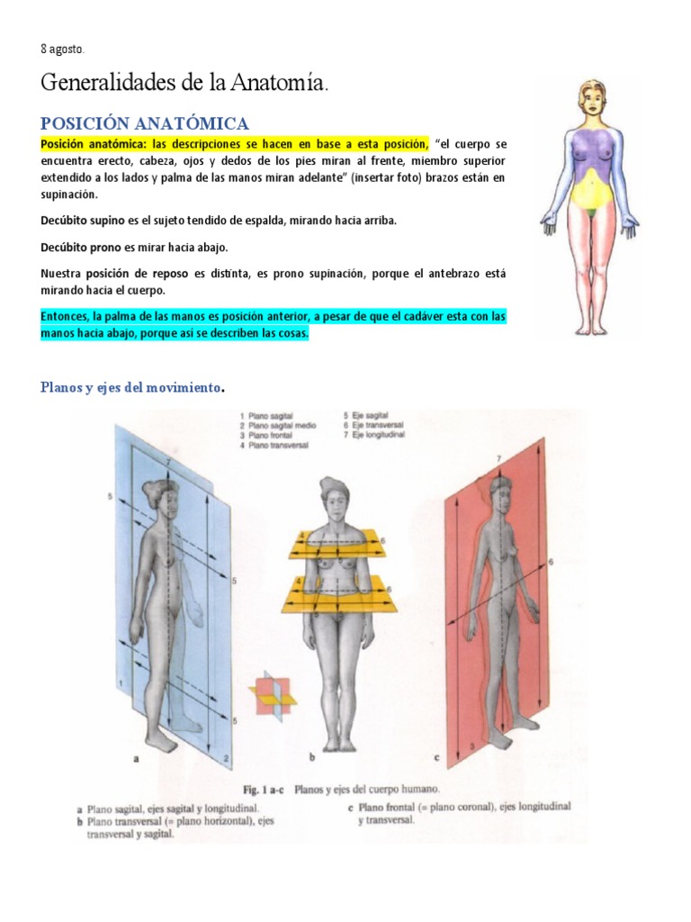 Generalidades de La Anatomía. 8 Agosto. | Descargar gratis PDF ...