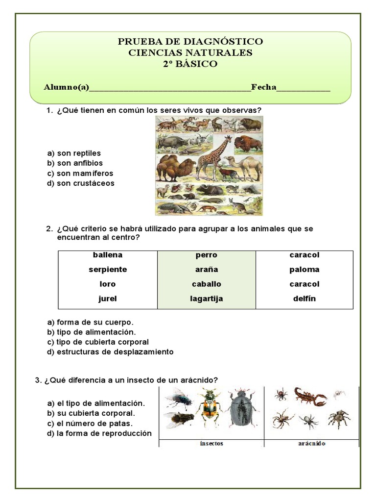 Prueba de Diagnostico Ciencias 2° | PDF