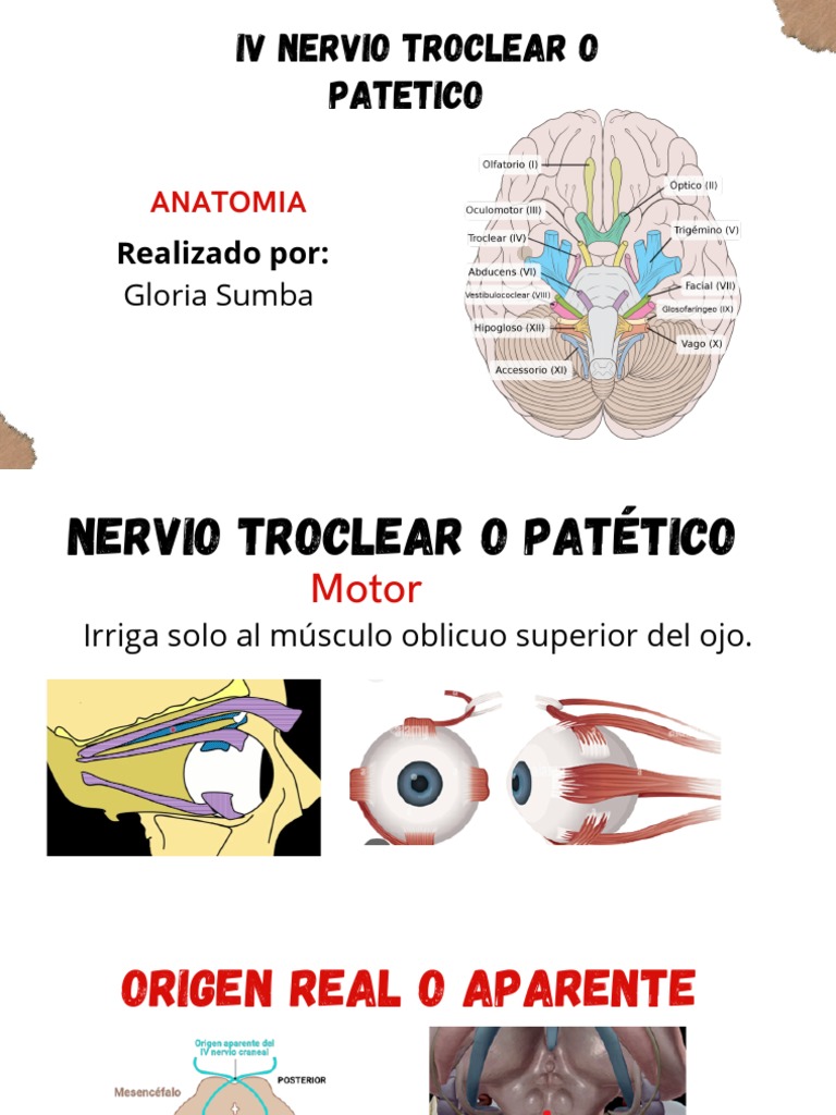Anatomia nervio troclear | PDF