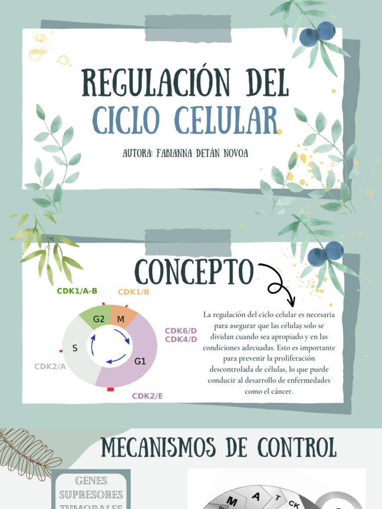 Regulación Del Ciclo Celular Pdf Ciclo Celular Mitosis 1402