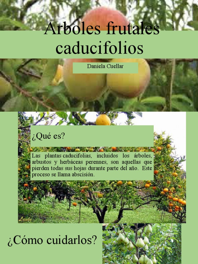 Arboles Frutales Caducifolios | PDF