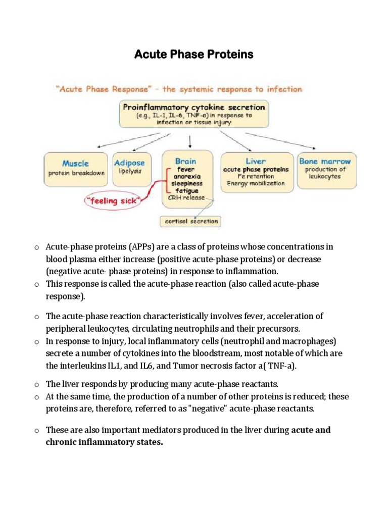 Acute Phase Proteins 1 | PDF | C Reactive Protein | Inflammation