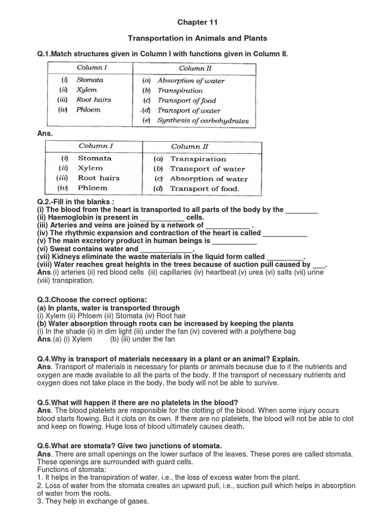 Animal and Plant Transport Systems | PDF