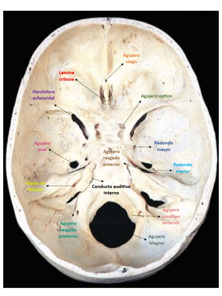 Agujero de Base y Boveda | PDF | Cabeza y cuello humanos | Anatomía humana