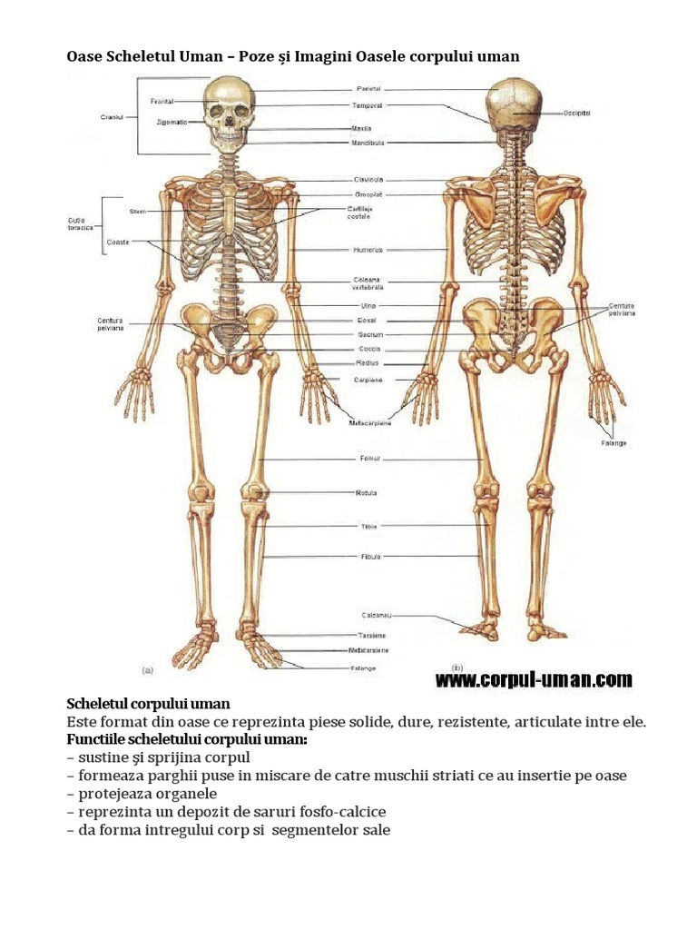 Scheletul uman | PDF