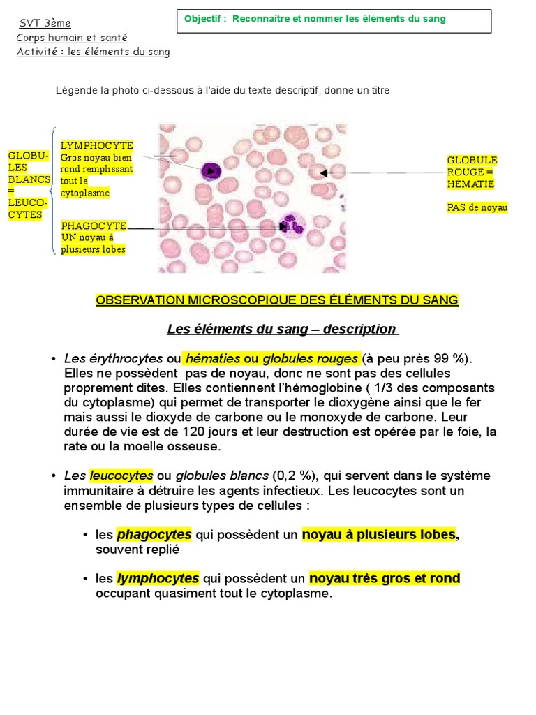 Frottis Sanguin Obs Micro 2022 2023 CORRECTION | PDF
