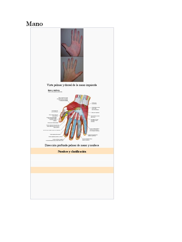 Huesos de la muñeca y mano humana | PDF | Mano | Sistema musculoesquelético