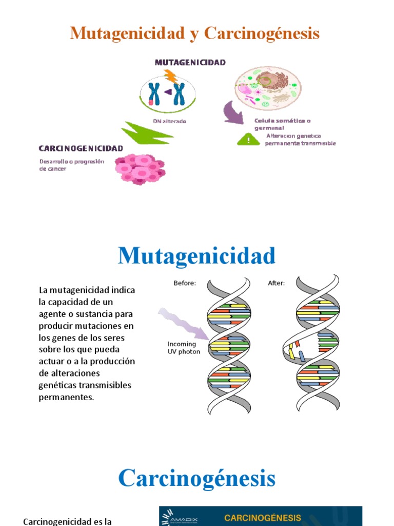 Mutagenicidad y Carcinogénesis | PDF